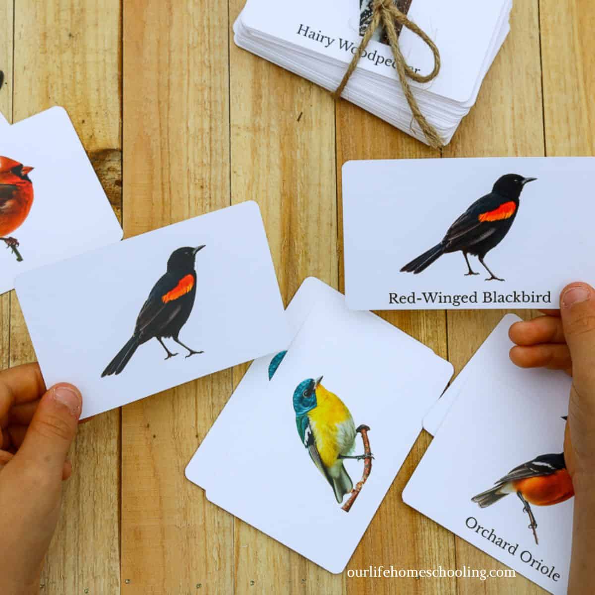 Burgess Bird Book Homeschool Nature Study Cards - Our Life Homeschooling