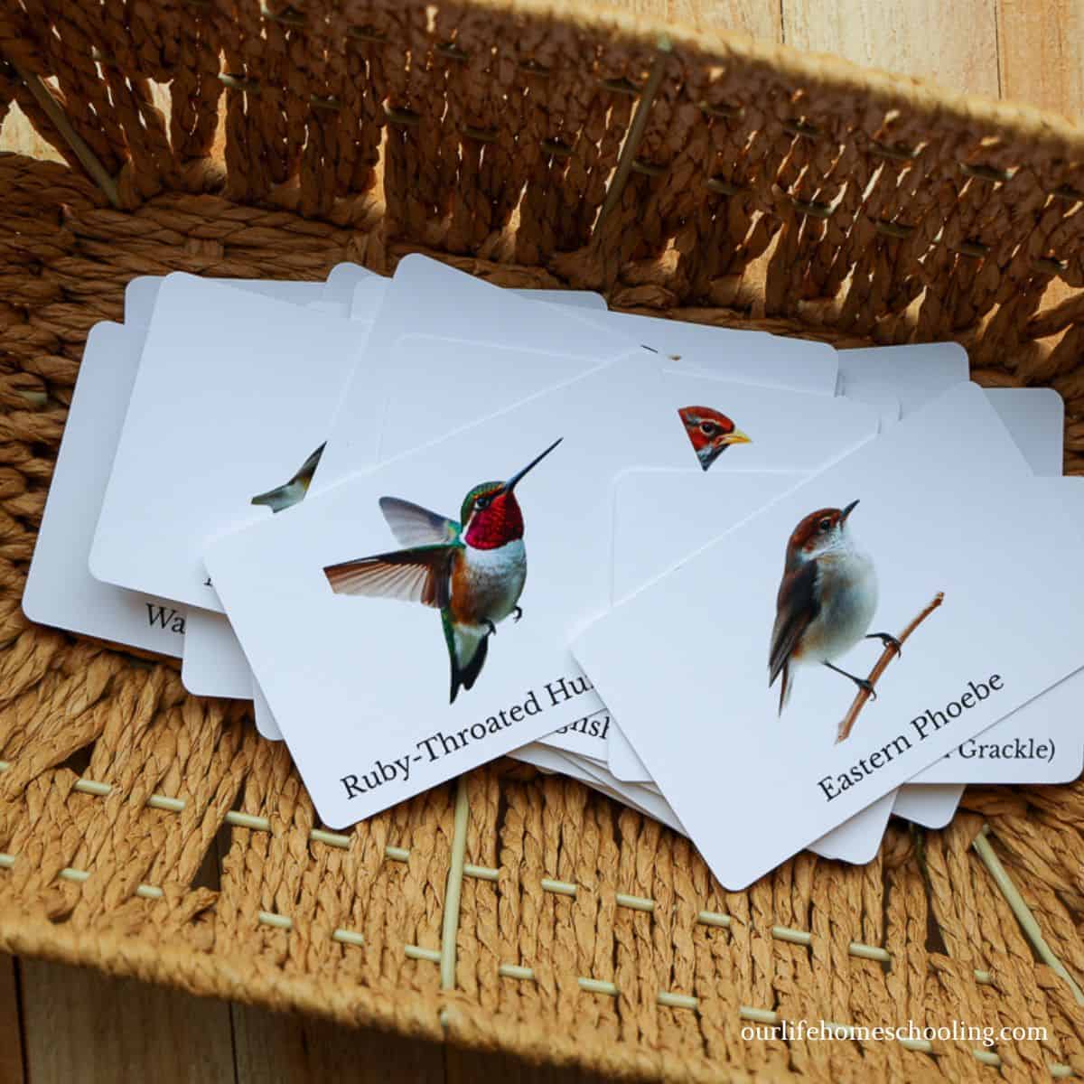 Burgess Bird Book Homeschool Nature Study Cards - Our Life Homeschooling