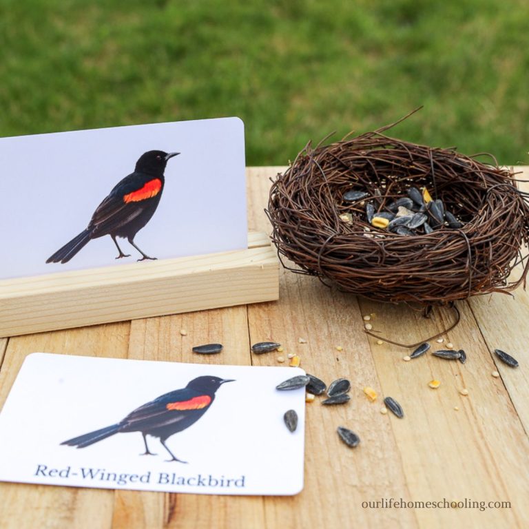 Burgess Bird Book Homeschool Nature Study Cards - Our Life Homeschooling