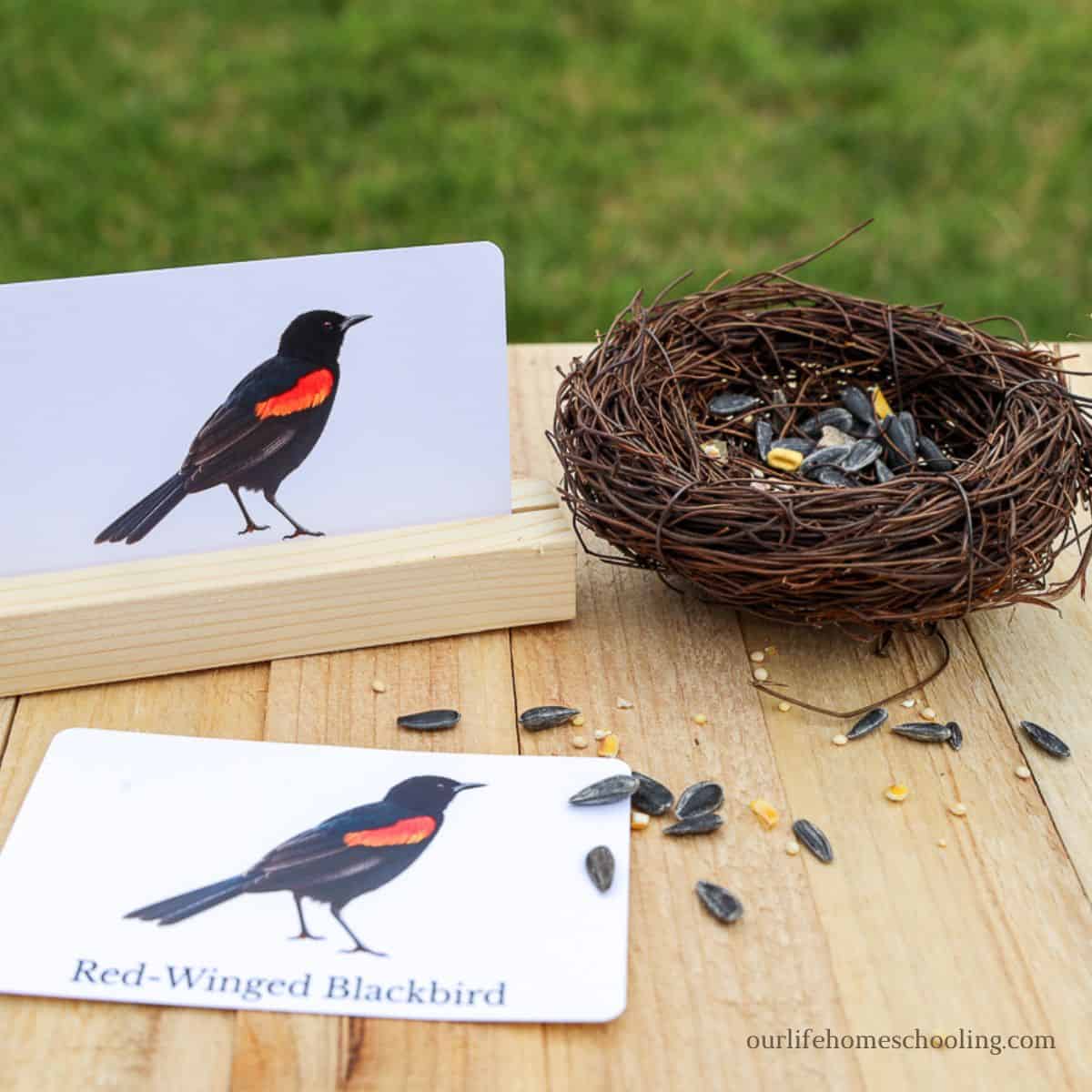 Burgess Bird Book Homeschool Nature Study Cards - Our Life Homeschooling