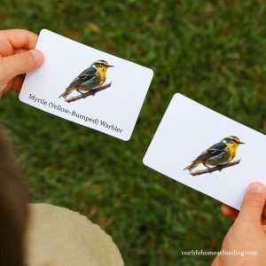 Burgess Bird Book Homeschool Nature Study Cards - Our Life Homeschooling